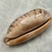 Tortoise Cowrie Seashell Cypraea Testudinaria (1 Shell Approx. 3 ...
