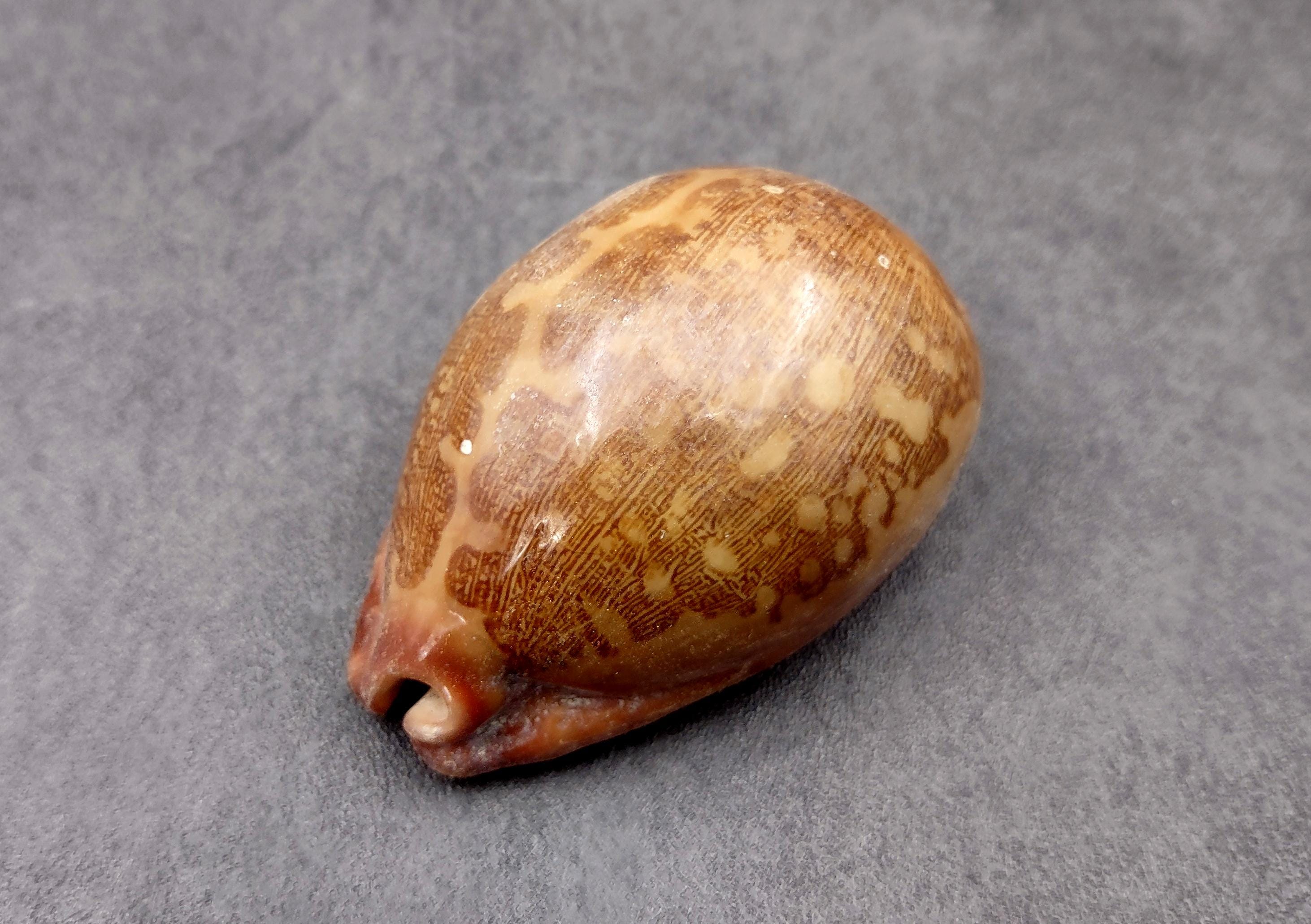 Ancient Map Cowrie Seashell Brown Cypraea Mappa (1 Shell Approx. 2.5 ...