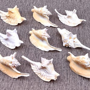 Rooster Conch Seashell Strombus Gallus (1 Shell Approx. 4+ Inches) Conch Shell Great for Coastal ...