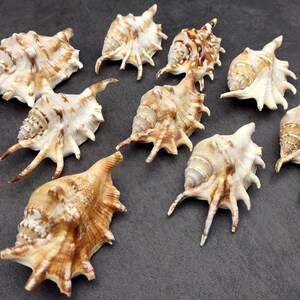 Large Scorpion Spider Conch Seashell Lambis Scorpio (1 Shell Approx. 3 ...