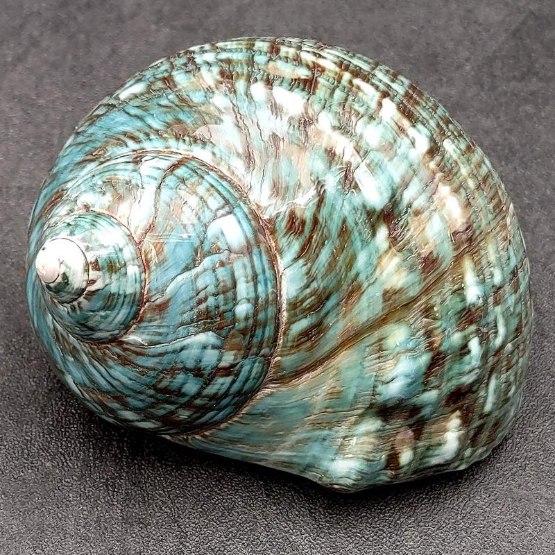 Hermit Crab Shell - Etsy