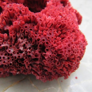 Red Pipe Organ Coral Tubipora Musica 1 Coral Approx. 3 Inches Perfect ...