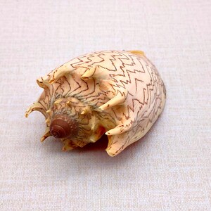 Imperial Volute Seashell Voluta Imperialis (1 Shell Approx. 5+ Inches ...