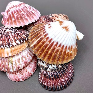 Calico Atlantic Scallop Seashells Argopecten Gibbus 10 Shells Approx. 2 ...