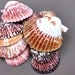 Calico Atlantic Scallop Seashells Argopecten Gibbus 10 Shells Approx. 2 ...