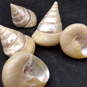 Pearlized Trochus Seashell Trochus Niloticus (1 Shell Approx. 2.5 ...