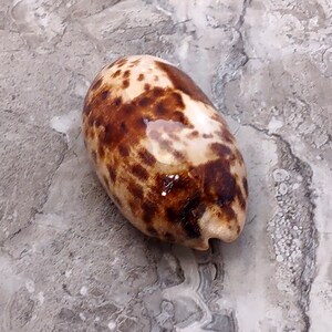 Tortoise Cowrie Seashell Cypraea Testudinaria 1 Shell Approx. 4-4.5 ...