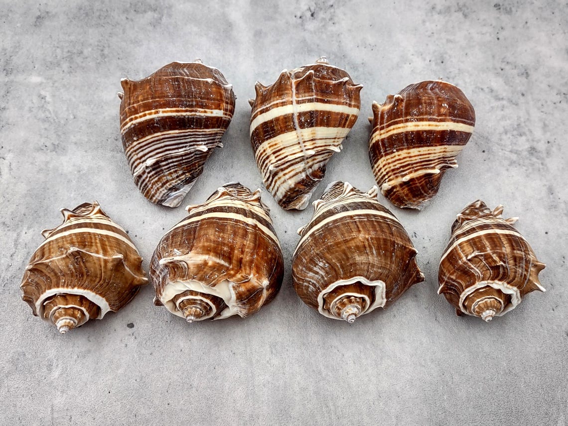 King Crown Conch Seashells Brown Striped Melongena Corona (2 Shells ...