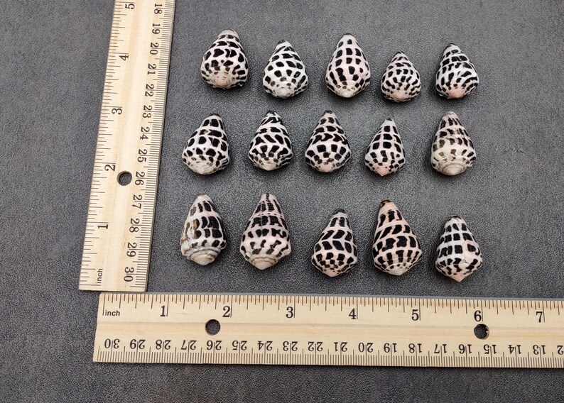 Large Hebrew Cone Seashells Conus Ebraeus White Black Spots (5 Shells ...