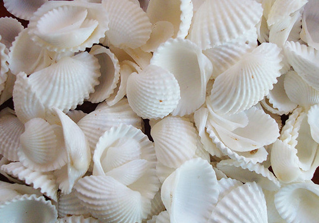 White Ark Clam Seashells Andara Granosa approx. Half Cup 35 Shells 0.5 ...