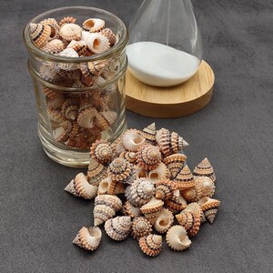 Coronate Prickly Winkle Seashells Tectarius Coronatus (6 Shells Approx ...