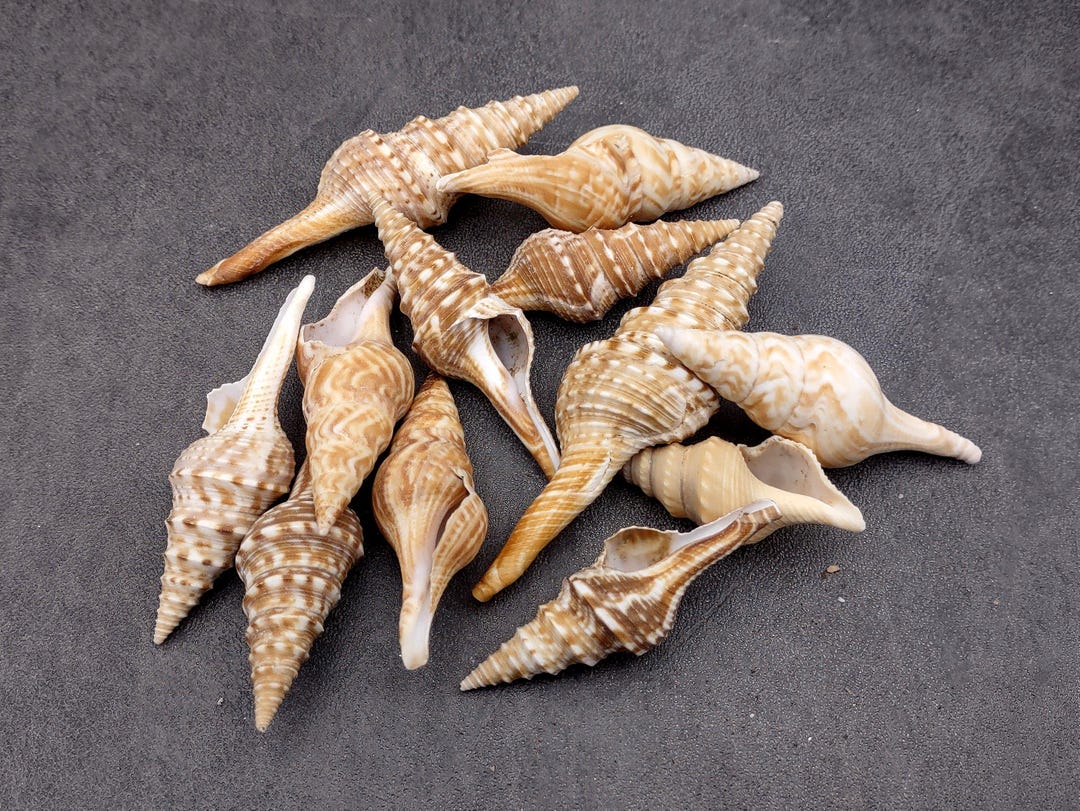 Turris Seashell Tan Brown Lophiotoma Babyonia (12 Shells Approx. 1.5-2. ...