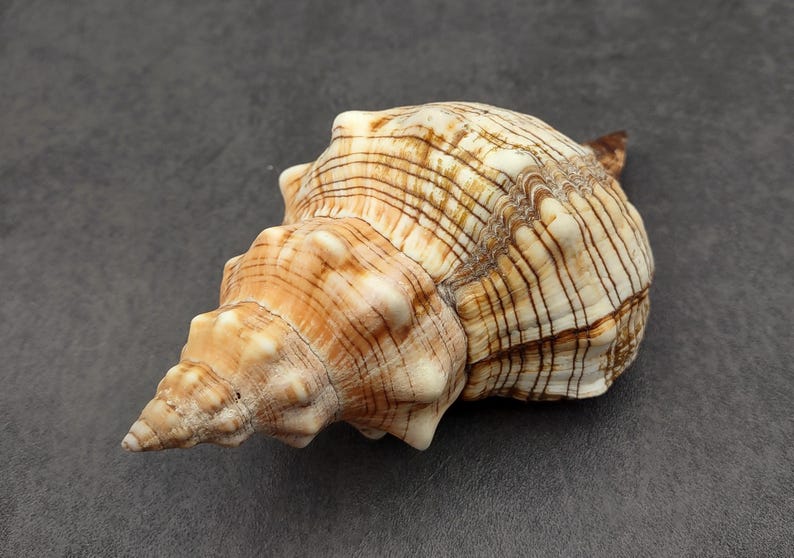 Large Fox Seashell Fasciolaria Trapezium (1 Shell Approx. 5+ Inches ...