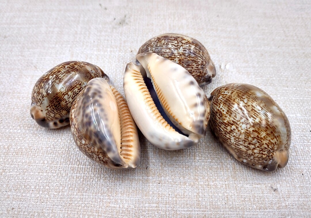 Arabic Cowrie Seashells Cypraea Arabica (5 Shells Approx. 1.5+ Inches ...