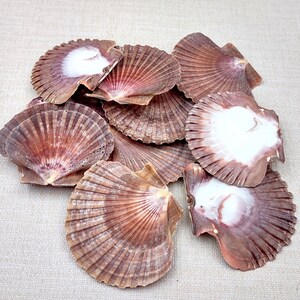 Mexican Flat Scallop Seashells Pecten Vogdesi (10 Shells Approx. 2 ...