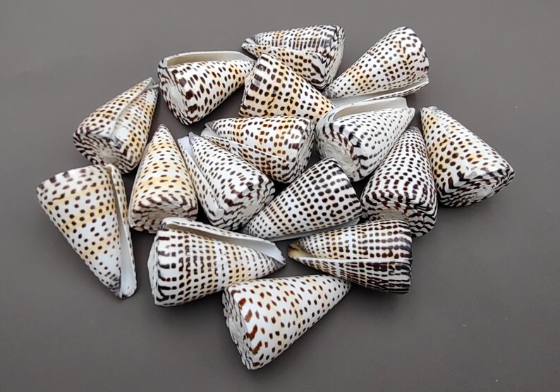 Lettered Alphabet Cone Seashell Conus Litteratus (1 Shell Approx. 3 ...