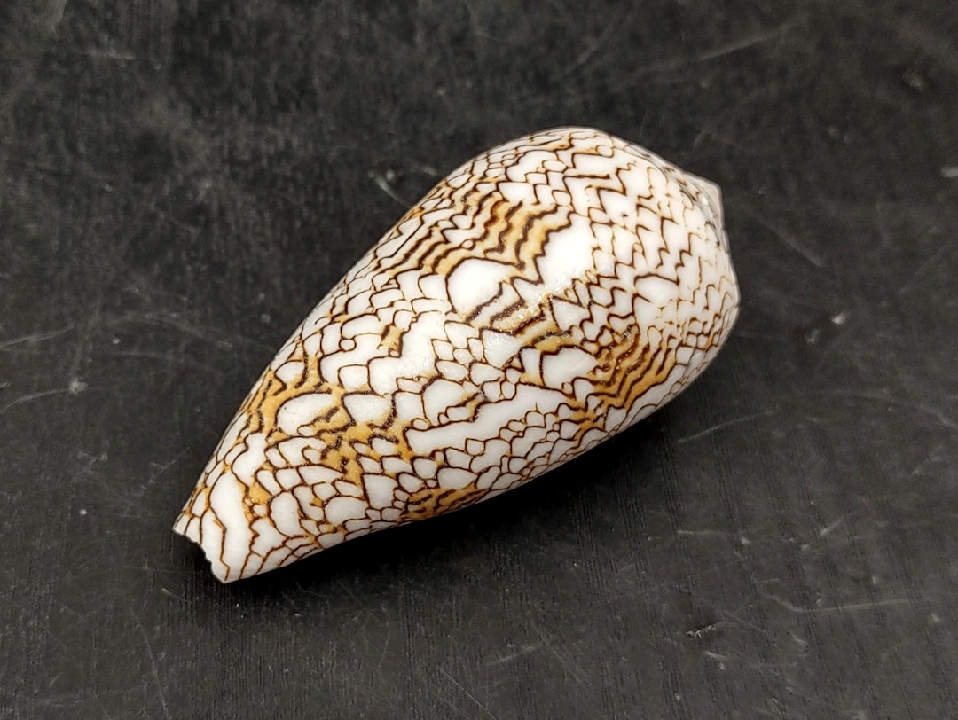 Cloth of Gold Cone Seashell Conus Textile (1 Shell Approx. 2.5+ Inches ...