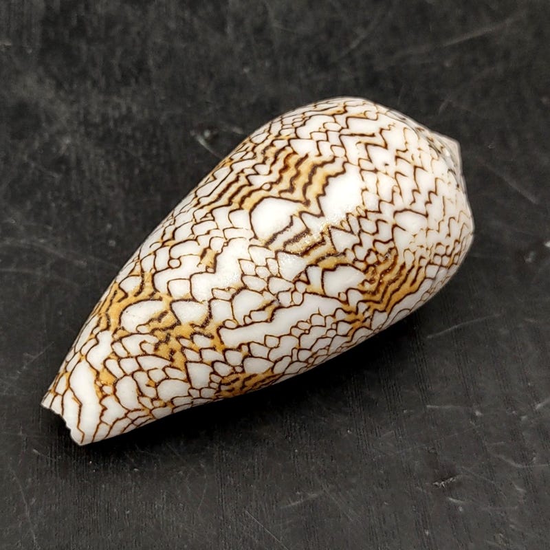 Cone Shells Collection - Etsy