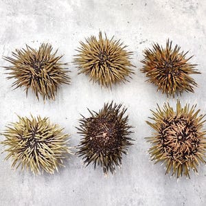 Burrowing Sea Urchin With Spines Echinometra Mathaei (2 Urchins Approx ...