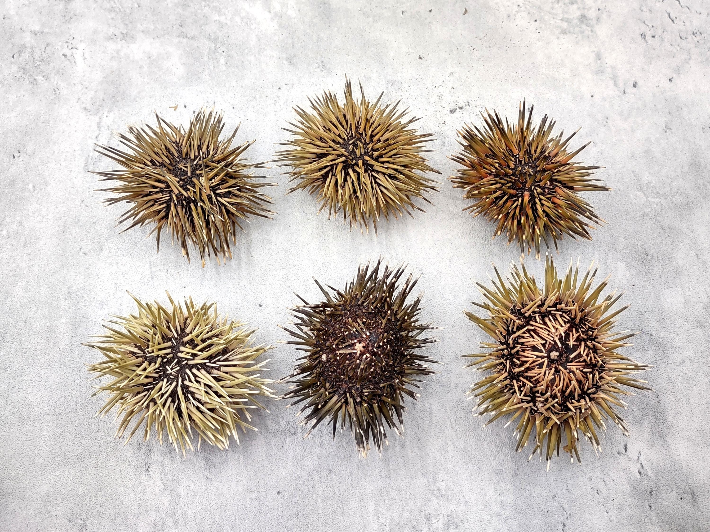 Burrowing Sea Urchin With Spines Echinometra Mathaei (2 Urchins Approx ...