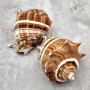 King Crown Conch Seashells Melongena Corona (2 Shells Approx. 2.5 ...