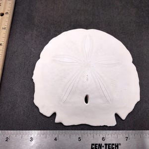 Arrowhead Sand Dollar Shell Extra Large Encope Michelini (1 Shell ...