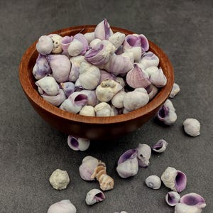 Cebu Beauty Violet Coral Seashells Coralliophila Neritoidea (approx. 40 ...