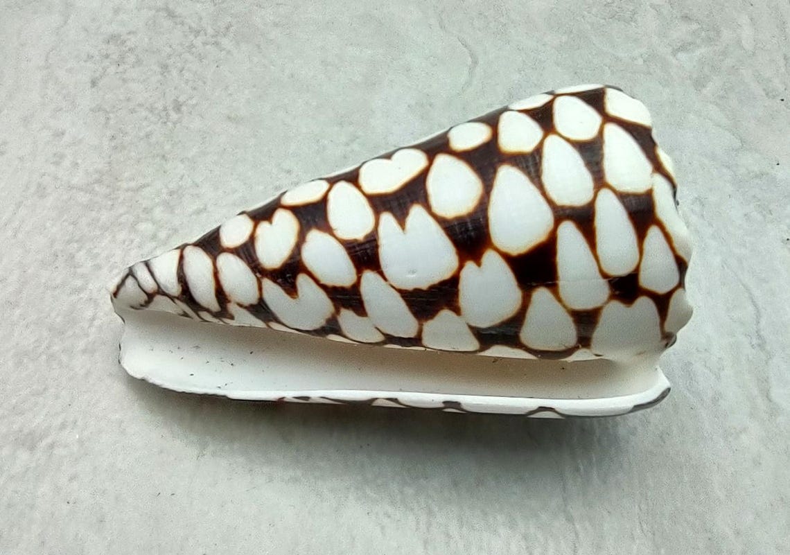 Marbled Cone Seashell Conus Marmoreus (1 Shell Approx. 2.5+ Inches ...