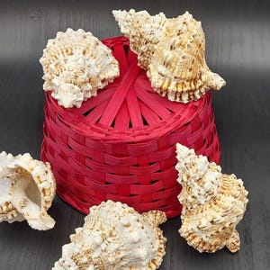 Giant Frog Seashell Bursa Bubo 1 Shell 4 Inches Perfect Shells for Any ...