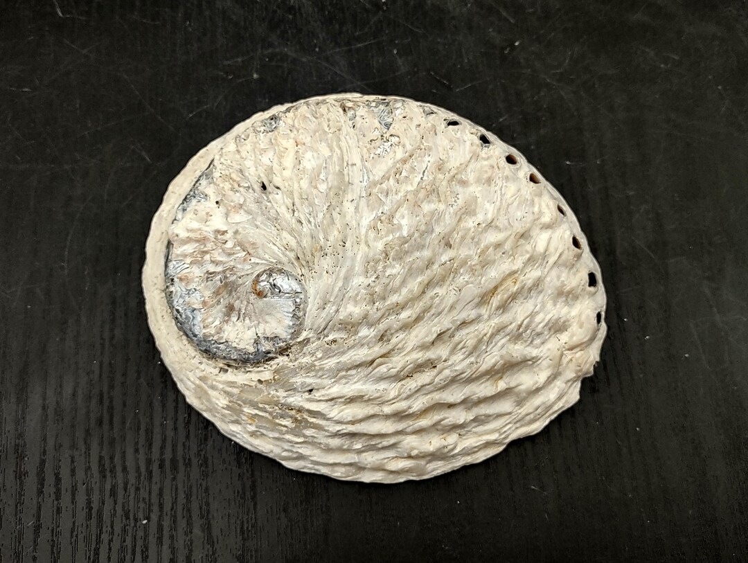 Midas South African Abalone Shell Haliotis Midae (1 Shell Approx. 6 ...