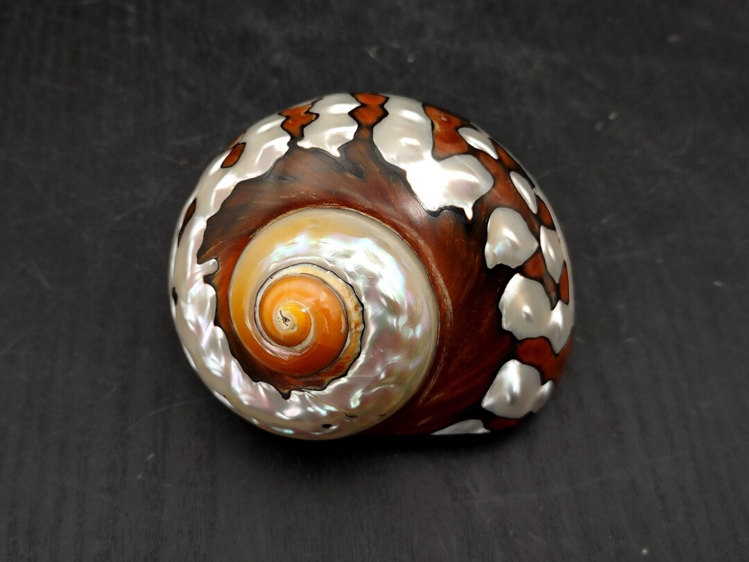 Polished South African Turban Seashell Turbo Sarmaticus 1 Shell Approx ...