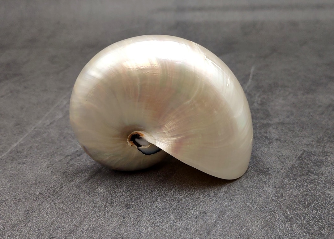 Pearlized Nautilus Seashell Polished Nautilus Pompilius (1 Shell Approx ...