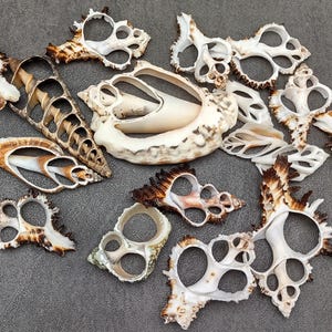 Center Cut Sliced Large Seashell Assortment (5 Shells Approx. 1.5-2.5 ...