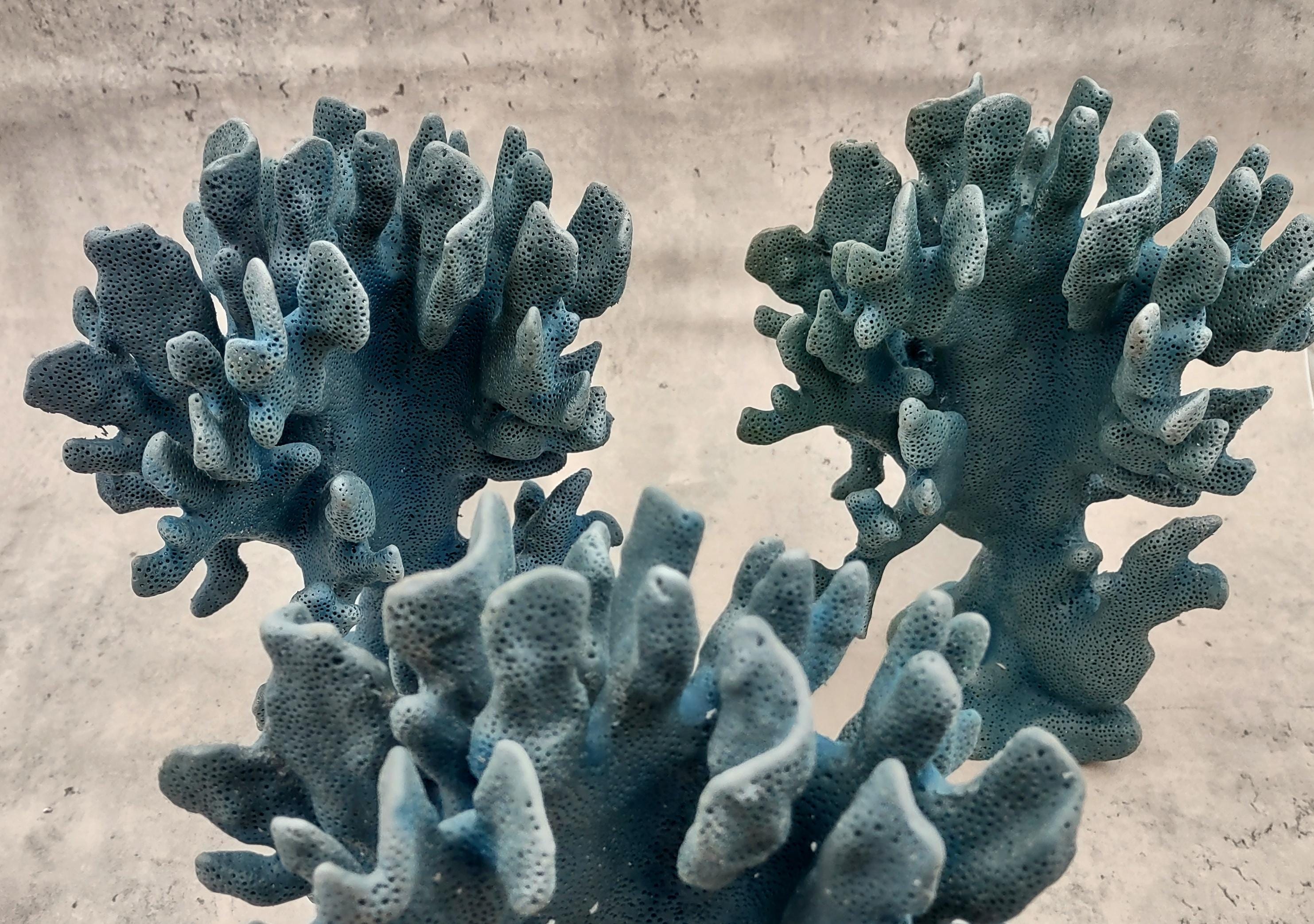 Blue Ridge FAUX Coral Heliopora Coerulea (1 FAKE Coral Approx. 8wx4dx6t ...
