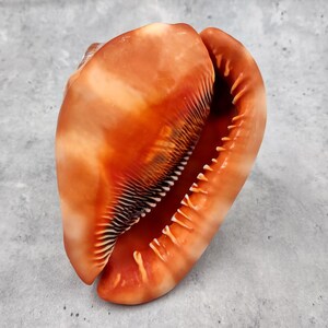 Bullmouth Helmet Seashell Cassis Rufa (1 Shell Approx. 5+ Inches ...