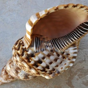 Caribbean Triton Seashell Charonia Tritonis 1 Shell Approx. 6 Inches ...