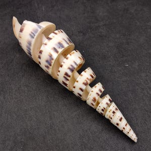 Spiral Cut Marlinspike Auger Seashell Terebra Maculata (1 Shell Approx ...