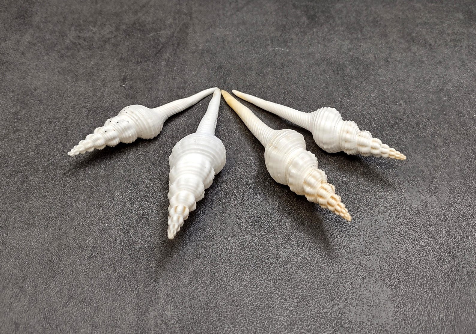Distaff Spindle Seashells White Fusinus Colus (4 Shells Approx. 3 ...