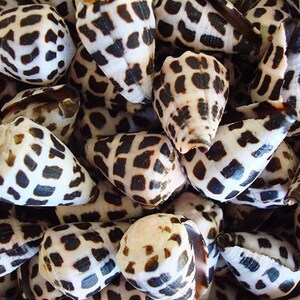 Medium Hebrew Cone Seashells Conus Ebraeus 5 Shells Approx. 1 Inches ...