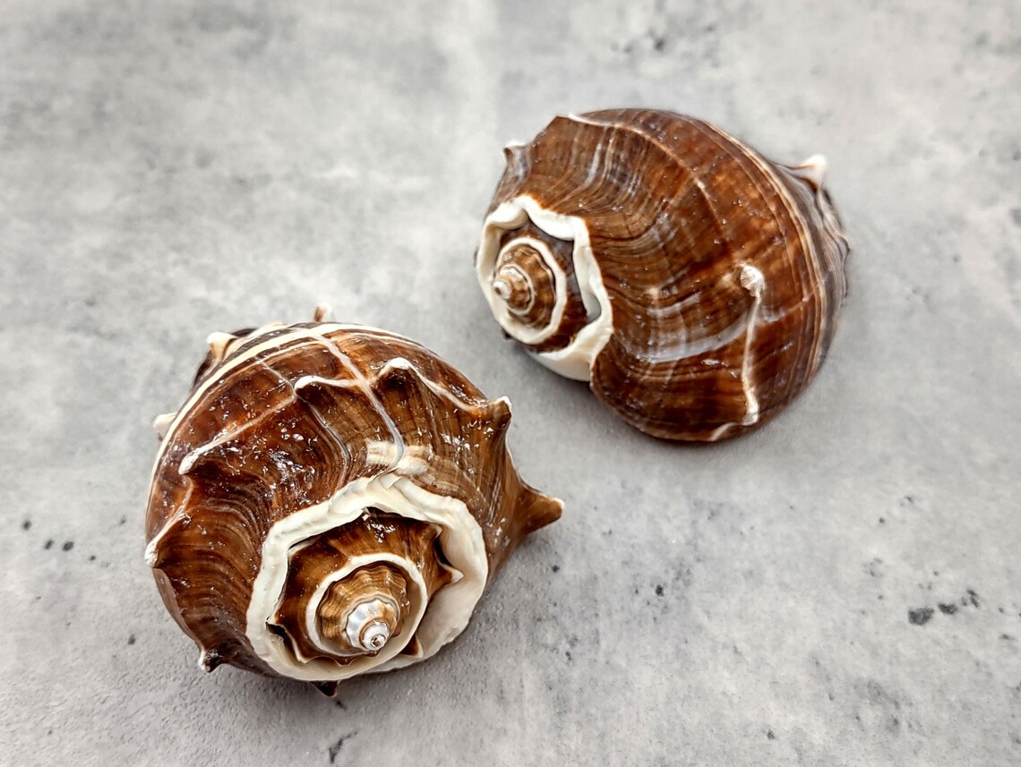 King Crown Conch Seashells Brown Striped Melongena Corona (2 Shells ...