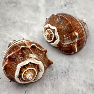 King Crown Conch Seashells Brown Striped Melongena Corona (2 Shells ...