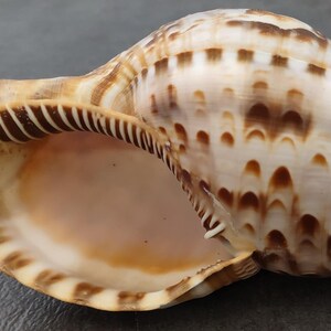 Caribbean Triton Seashell Charonia Tritonis 1 Shell Approx. 6 Inches ...