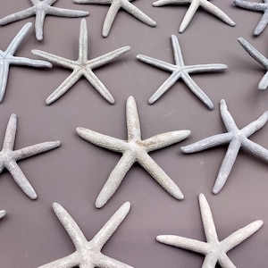 Blue Grey Finger Starfish Linckia Laevigata (3 Starfish Approx. 3 ...