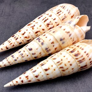 Marlinspike Auger Seashell Terebra Maculata (1 Shell Approx. 6-7 ...