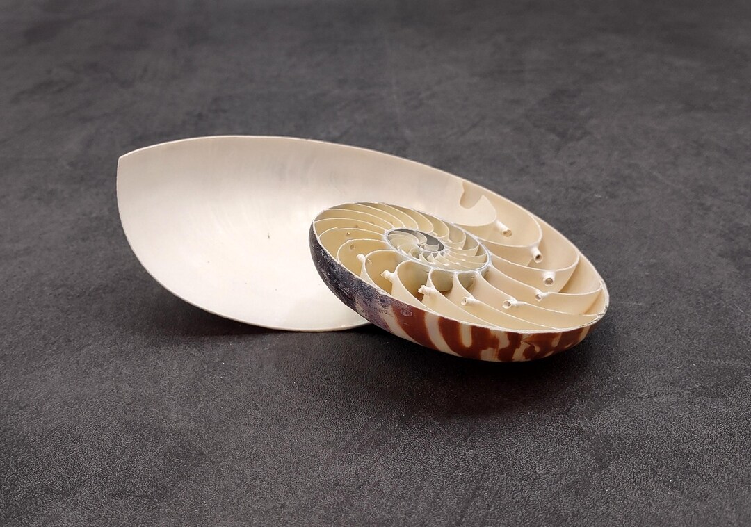 Natural Nautilus Seashell Right Cut Single Half Nautilus Pompilius (1 ...