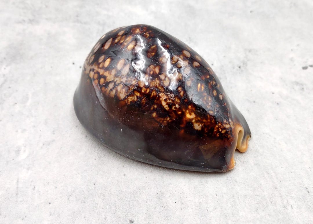 Humpback Cowrie Seashell Dark Brown Cypraea Mauritiana (1 Shell Approx ...