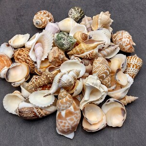 Indian Ocean Seashell Mix approx. 1 Kilogram 160 Shells 1-2 Inches ...