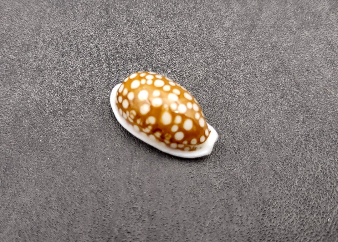 Large Sieve Cowrie Seashell Spotted Cypraea Cribraria (1 Shell Approx ...