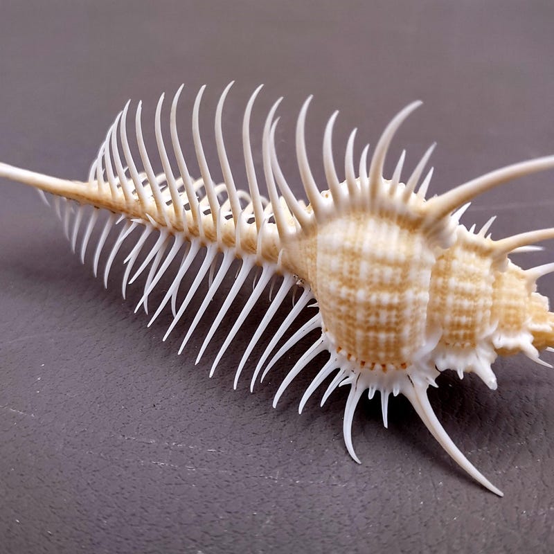 Murex Shell - Etsy