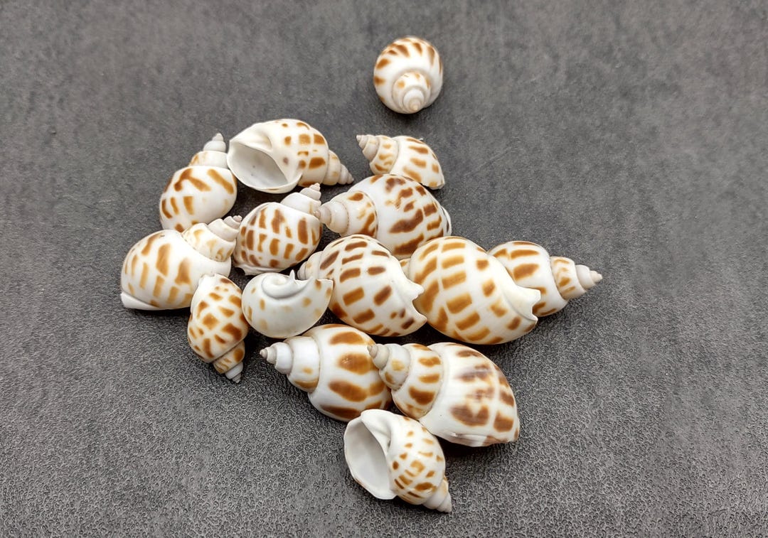 Areola Babylon Seashells Tan Spotted Babylonia Areolata (15 Shells ...
